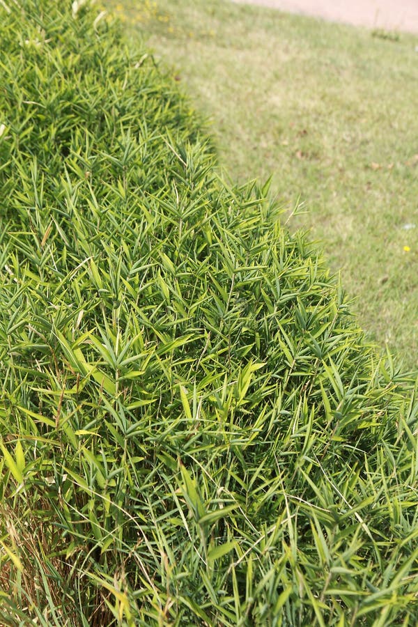 Dwarf Bamboo Hedge in a Green Space Stock Image - Image of gardening ...