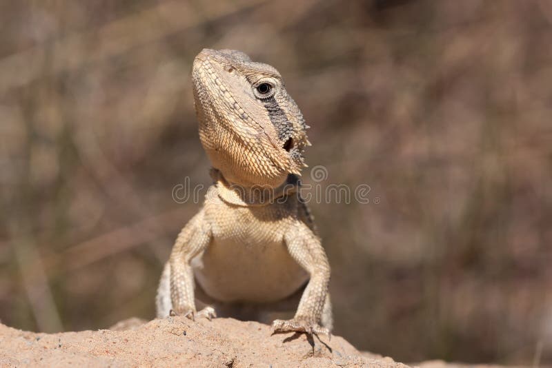 Basking Bearded Dragon stock image. Image of exotic, center - 3174045