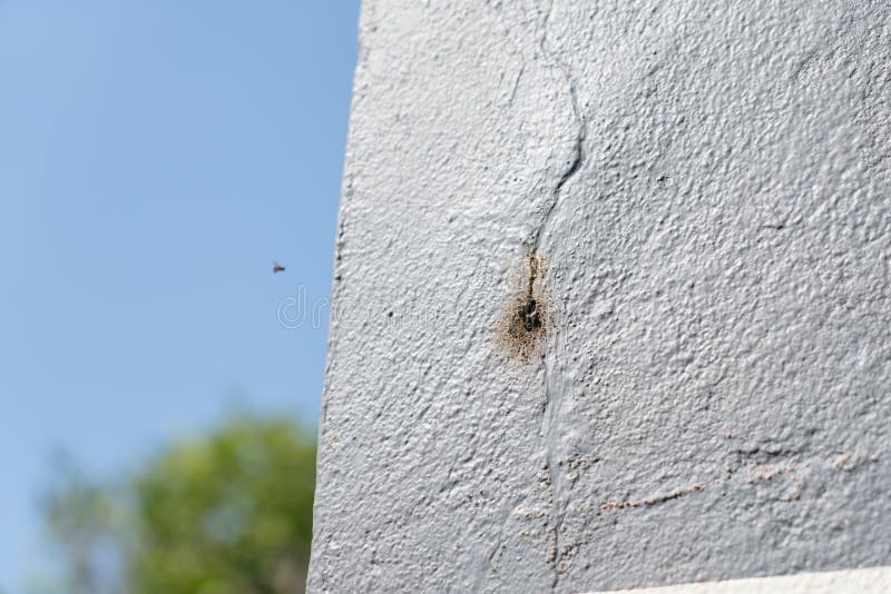 Dwarf bee hive stock photo. Image of apis, cracked, lichen - 352182492