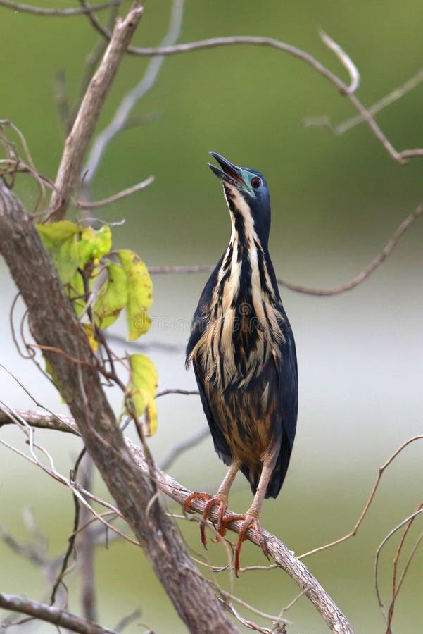 Dwarf Bittern Bird stock photo. Image of province, adult - 74056884