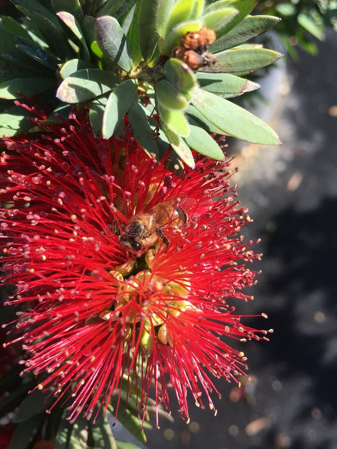 Dwarf Bottlebrush Plant stock image. Image of close, bottlebrush - 70356445