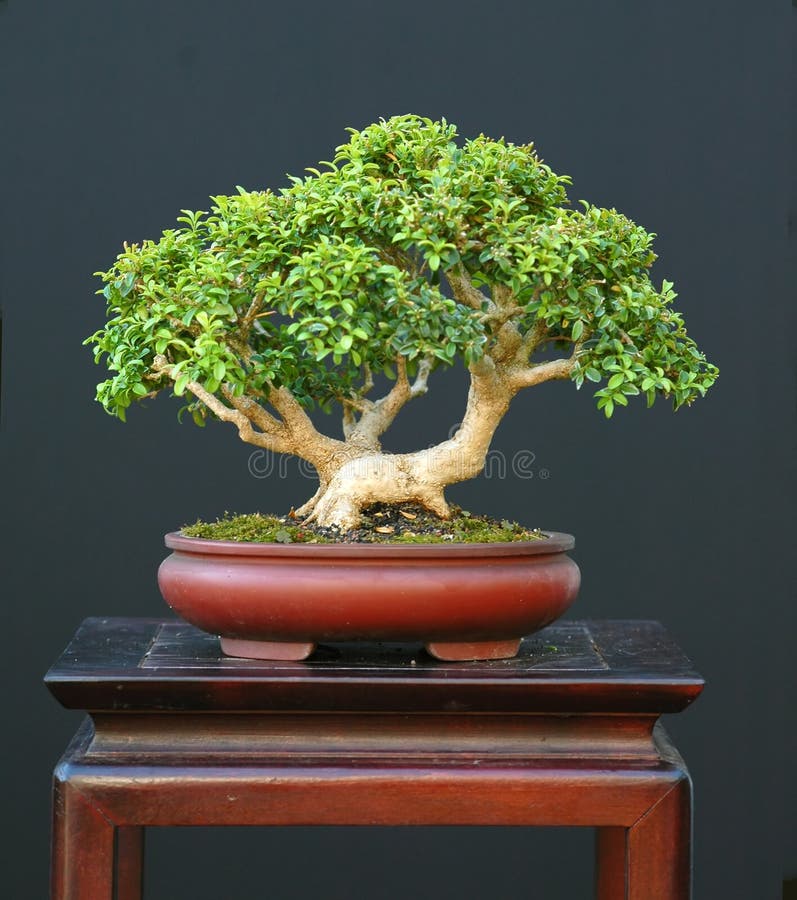 Dwarf boxwood bonsai stock image. Image of tree, broadleaved - 1684911