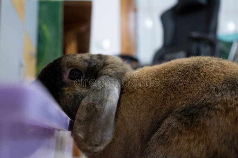 Dwarf brown ram rabbit stock photo. Image of brown, face - 272753224