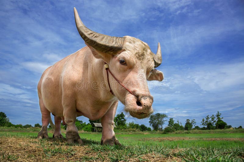 Dwarf Buffalo (Pink Buffalo) in the Atmosphere. Stock Image - Image of ...