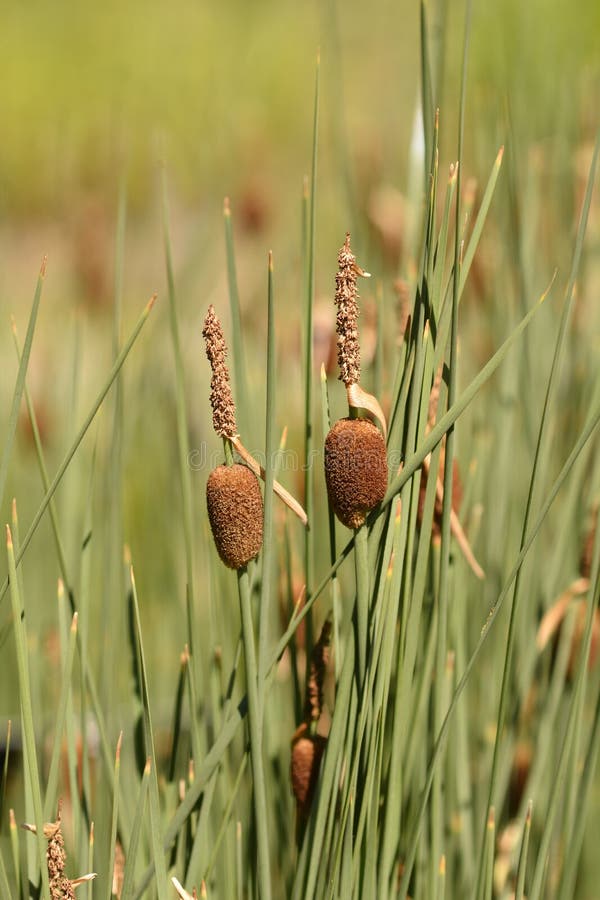 Dwarf bulrush stock image. Image of plant, close, green - 235266247