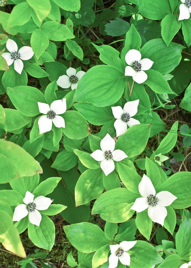 Dwarf Bunchberry (Cornus Canadensis) Stock Photo - Image of nature ...