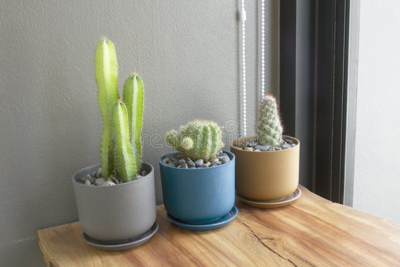 Dwarf Cactus in a Beautiful Pot on a Wooden Table Stock Photo - Image ...