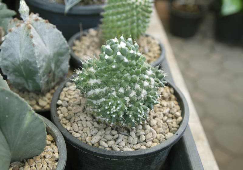 Dwarf Cactus in a Black Plastic Pot Stock Photo - Image of white ...