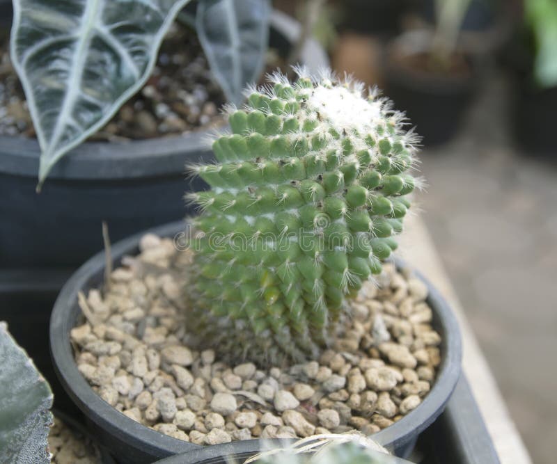 Dwarf Cactus in Black Plastic Pots in a Farm Stock Photo - Image of ...