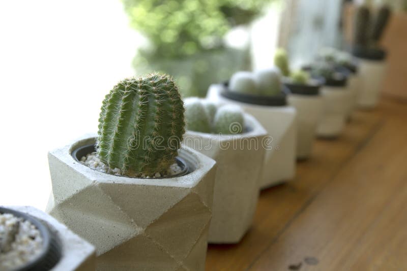 Dwarf Cactus Collection.Dwarf Cactus Shop Stock Image - Image of desert ...