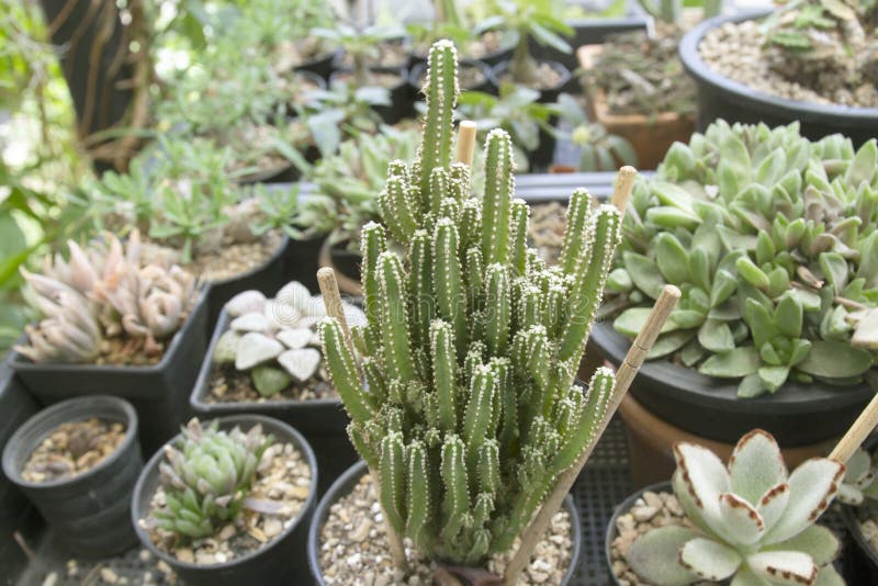 Dwarf Cactus Collection.Dwarf Cactus Shop Stock Image - Image of ...