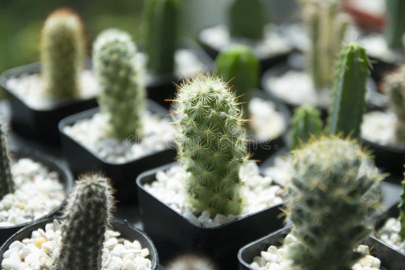 Dwarf Cactus that is Decorated in the Shop Stock Image - Image of ...
