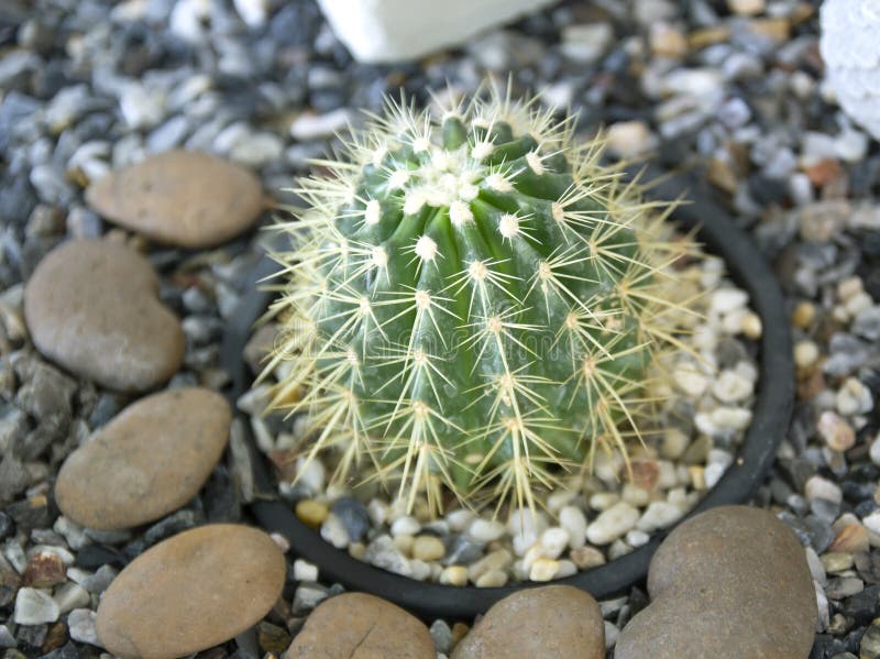 Dwarf Cactus in the Decorative Garden Stock Photo - Image of green ...