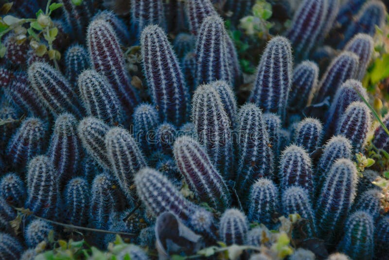 Dwarf Cactus Growing Naturally Stock Image - Image of cactus, postcard ...