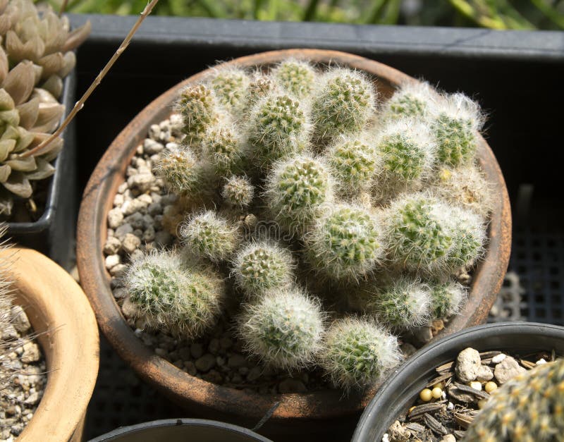 Dwarf Cactus that is Placed in a Pot in the Store Stock Photo - Image ...
