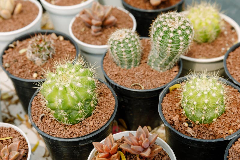 Dwarf Cactus Plant in a Small Pot Stock Photo - Image of modern, cactus ...
