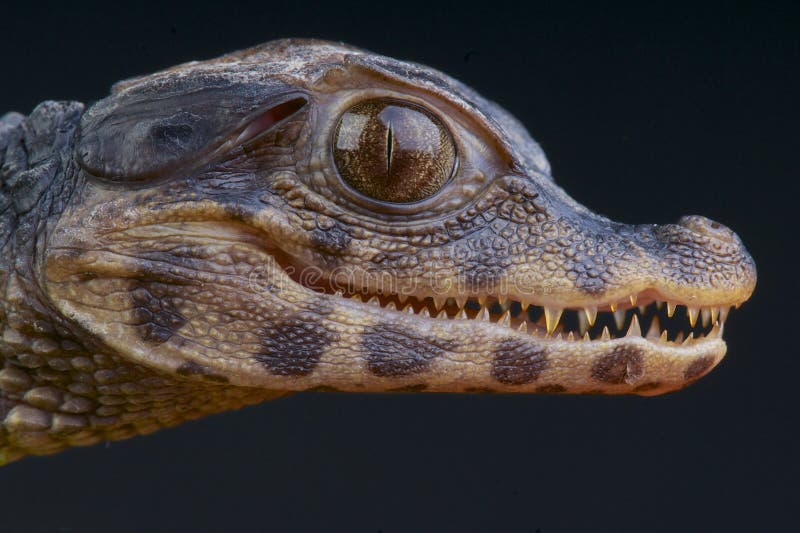 Dwarf Caiman / Paleosuchus Palpebrosus Stock Photo - Image of suriname ...