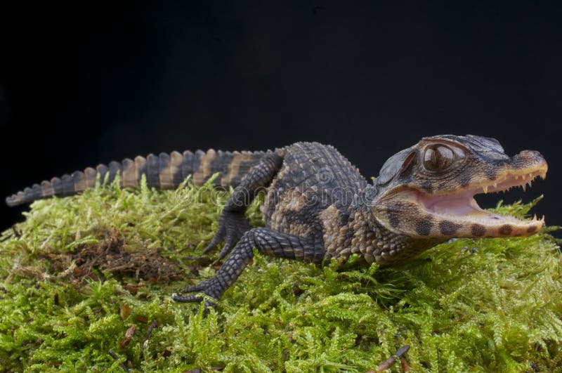 Dwarf Caiman / Paleosuchus Palpebrosus Stock Photo - Image of teeth ...