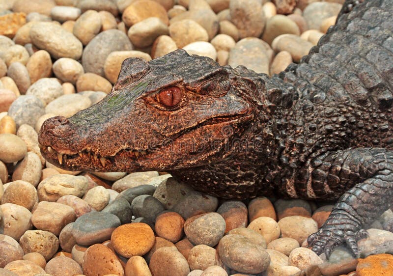 Dwarf Caiman stock image. Image of alligator, crocodile - 48922449