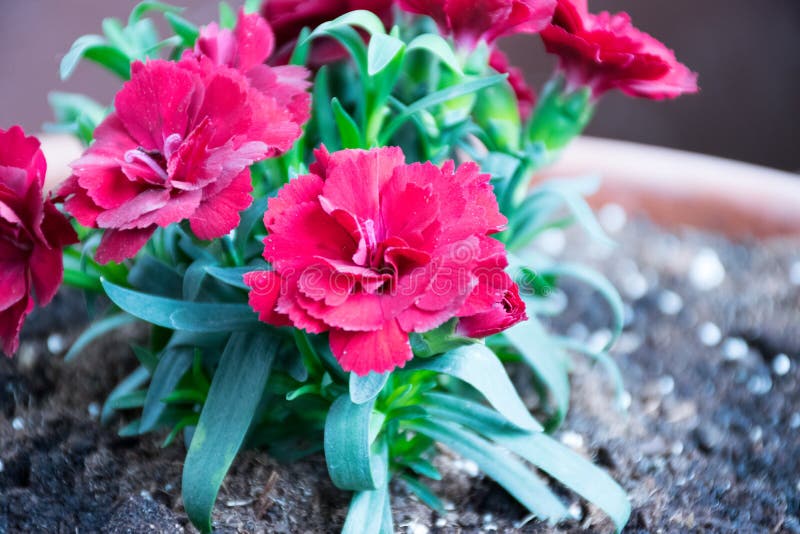 Dwarf carnation stock image. Image of petal, green, flower - 92803923