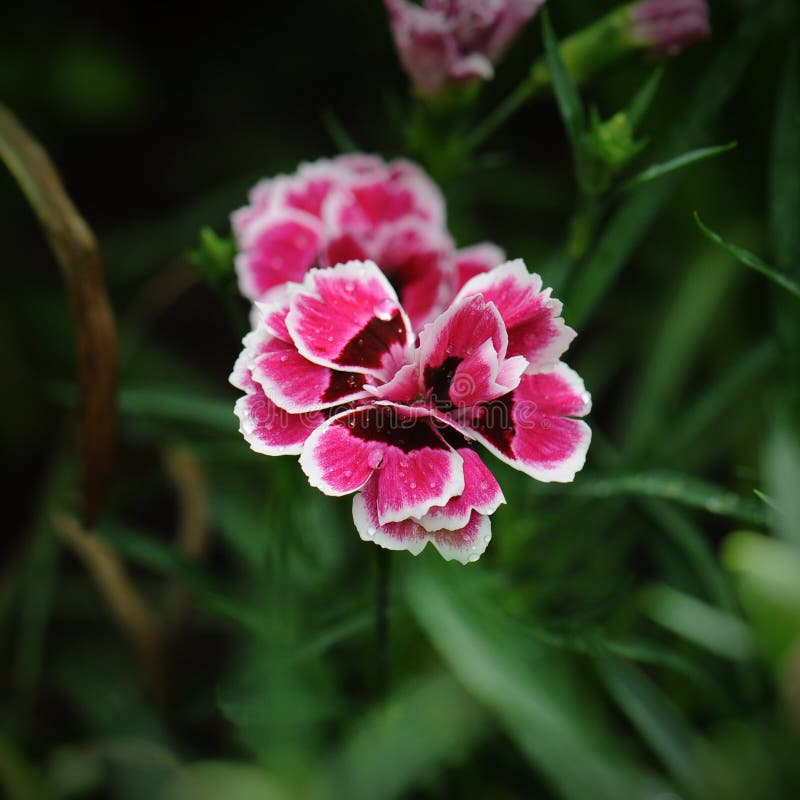 Dwarf Carnation Top View Stock Photos - Free & Royalty-Free Stock ...