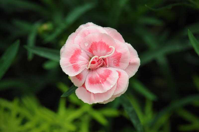 Dwarf Carnation Top View Stock Photos - Free & Royalty-Free Stock ...