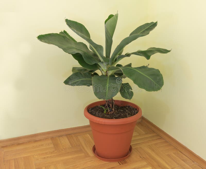 Dwarf Cavendish Banana Tree in the Pot Growing Inside Stock Photo ...