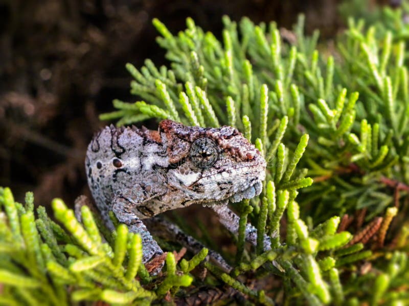 Dwarf Chameleon stock image. Image of insects, pale, coloured - 43084099