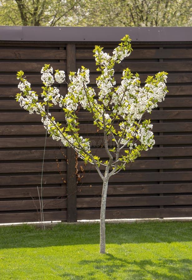 Dwarf Cherry Growing in the Backyard, on a Green Lawn Stock Photo ...