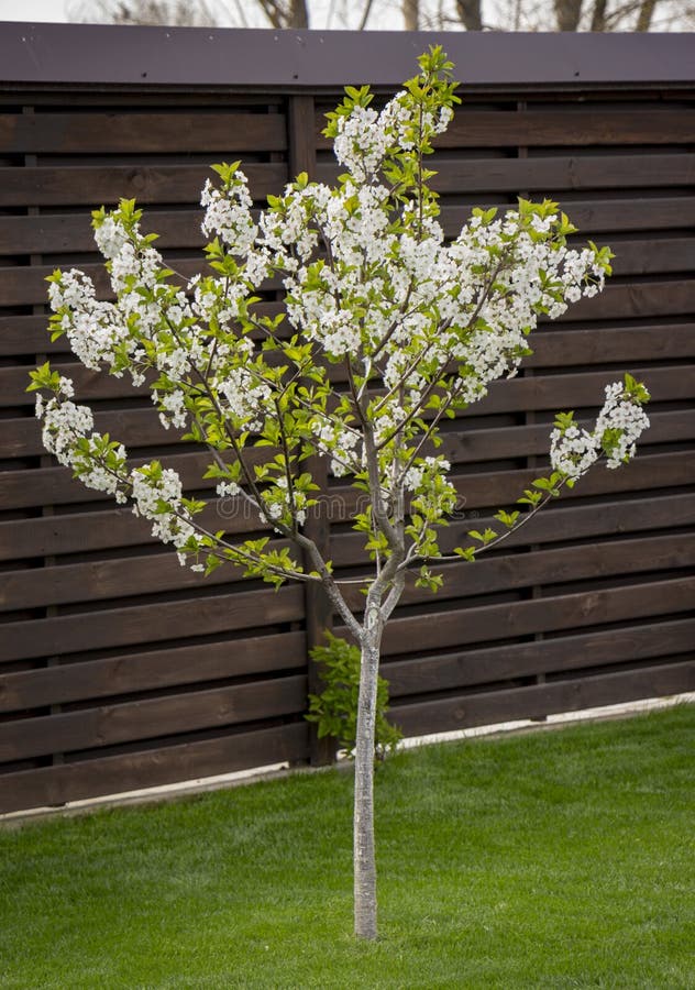 Dwarf Cherry Growing in the Backyard, on a Green Lawn Stock Photo ...