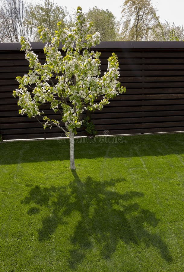 Dwarf Cherry Growing in the Backyard, on the Green Lawn Stock Image ...