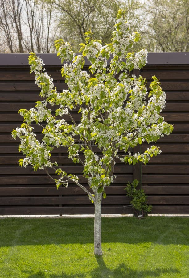 Dwarf Cherry Growing in the Backyard, on the Green Lawn Stock Image ...