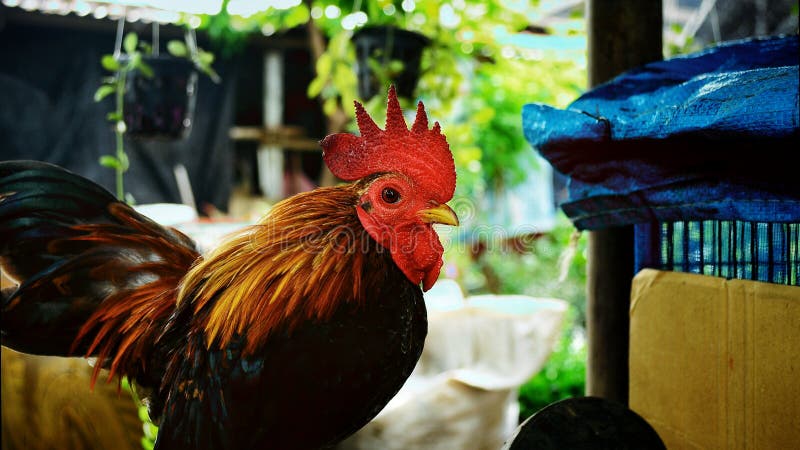 Dwarf chicken stock photo. Image of pets, leaf, organism - 100010288