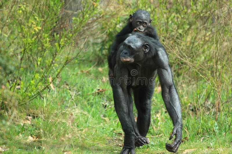 Chimpanzee Muscle System