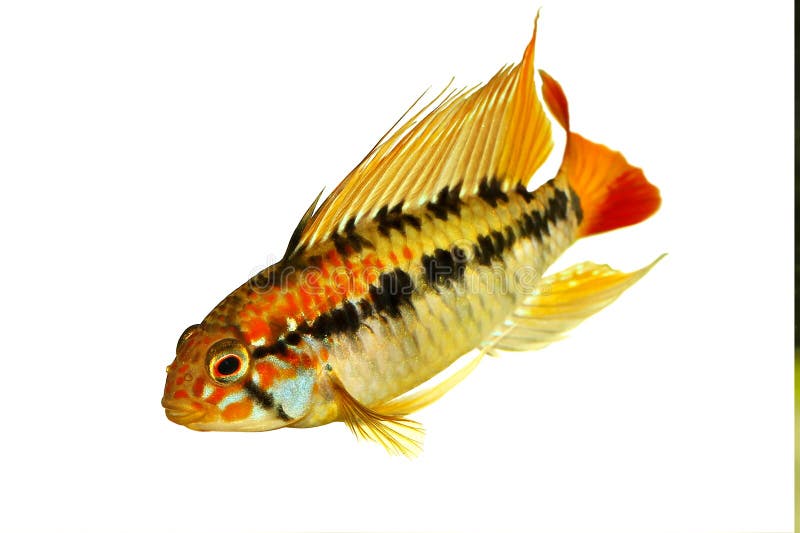 Dwarf Cichlid Blue Panda Apisto Apistogramma Pandurini Aquarium Fish ...