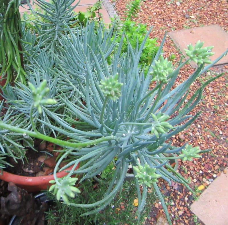 Dwarf Clone Succulent Plant Stock Photo - Image of raindrops, flowers ...
