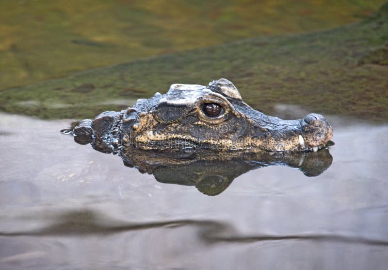 Dwarf Crocodile stock photo. Image of dwarf, tail, west - 14335564