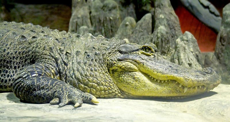 Dwarf crocodile 2 stock photo. Image of crocodile, reptile - 3064392