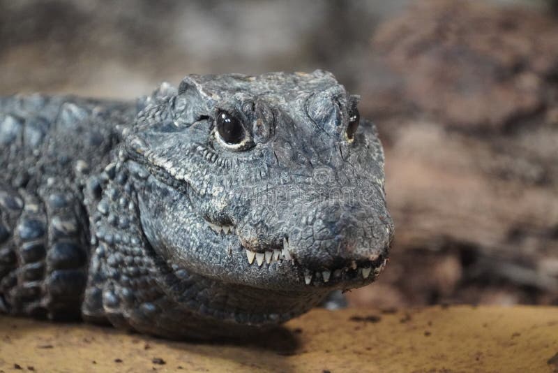 Dwarf Crocodile Looking Out Stock Image - Image of crocodilia, face ...