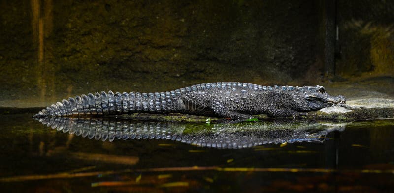 Dwarf-Crocodile-Osteolaemus-letraspis. Karlsruhe, Germna Stock Image ...