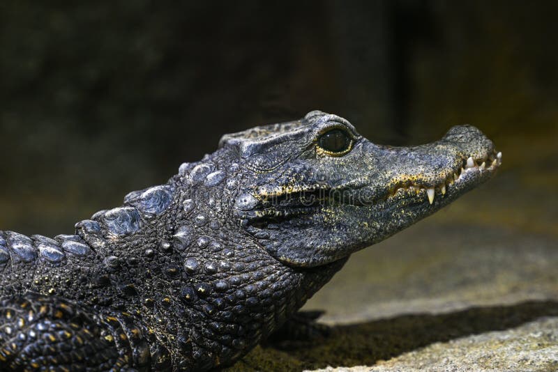 Dwarf-Crocodile-Osteolaemus-letraspis Stock Photo - Image of ...