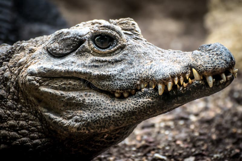Dwarf Crocodile (Osteolaemus Tetraspis) Stock Photo - Image of ...