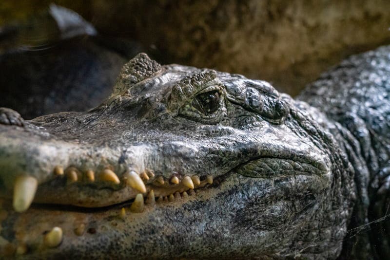 Dwarf Crocodile Osteolaemus Tetraspis in Zoo Barcelona Editorial Photo ...