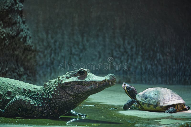 1,633 Dwarf Sea Stock Photos - Free & Royalty-Free Stock Photos from ...