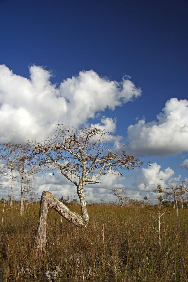 Dwarf Forest Ecosystem Stock Photos - Free & Royalty-Free Stock Photos ...