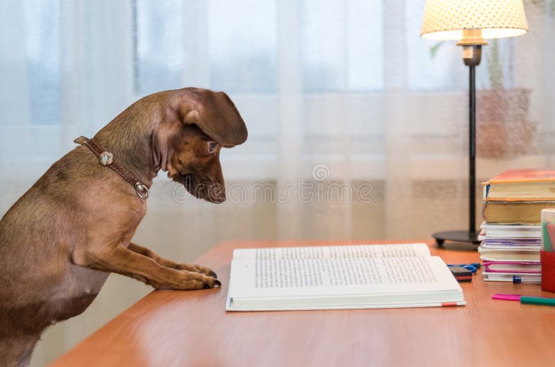 Dwarf Dachshund Reading a Book at the Table Stock Photo - Image of ...