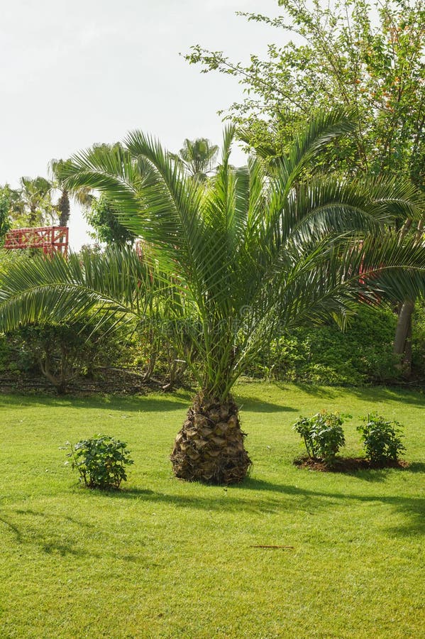 Dwarf Date Palm in the Hotel Park Stock Photo - Image of leaf ...