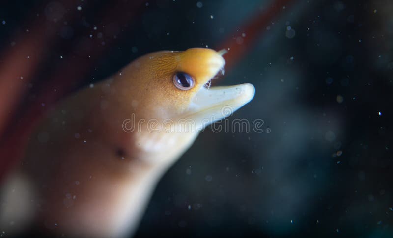 Eel in the coral reef stock image. Image of ocean, maui - 145627199