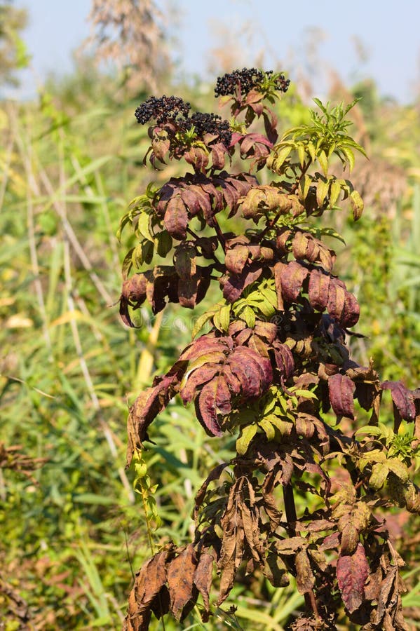 Dwarf Elder Seeds and Leaves Closeup View with Selective Focus on ...
