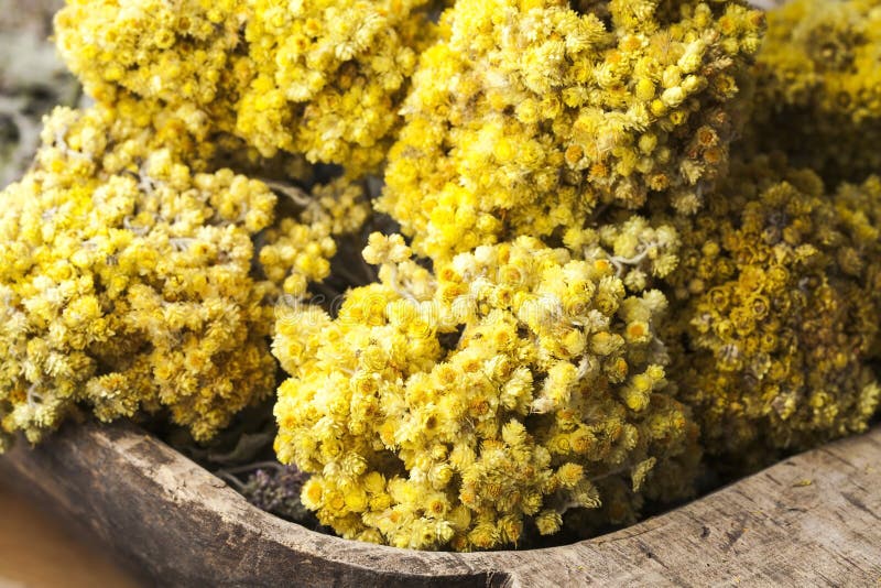 Dwarf Everlast stock image. Image of arenarium, italicum - 98643827